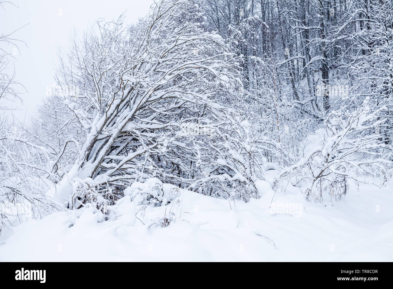 Winter landscape with snowy trees. Natural background photo Stock Photo ...