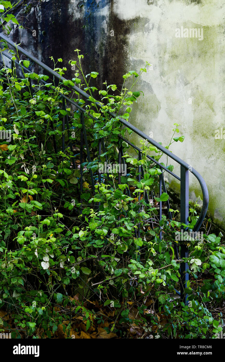 Dead Brambles High Resolution Stock Photography and Images - Alamy