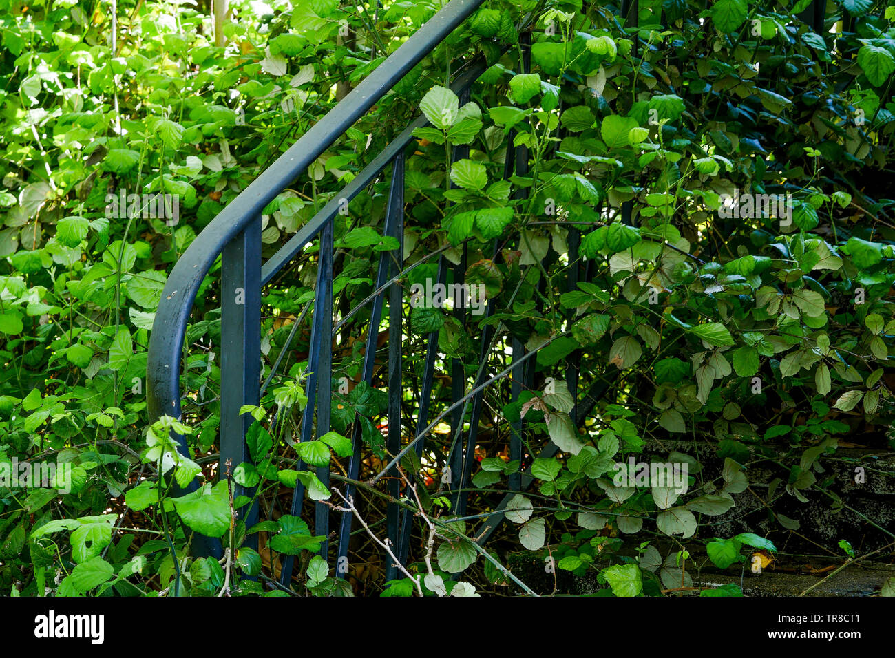Dead brambles hi-res stock photography and images - Alamy
