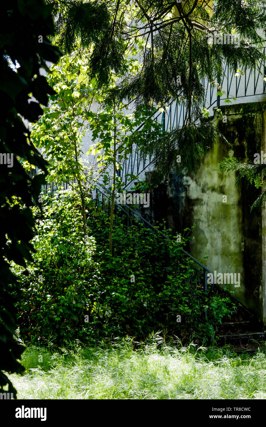 Springtime view of an Abandonned garden surrounding a dead man house ...