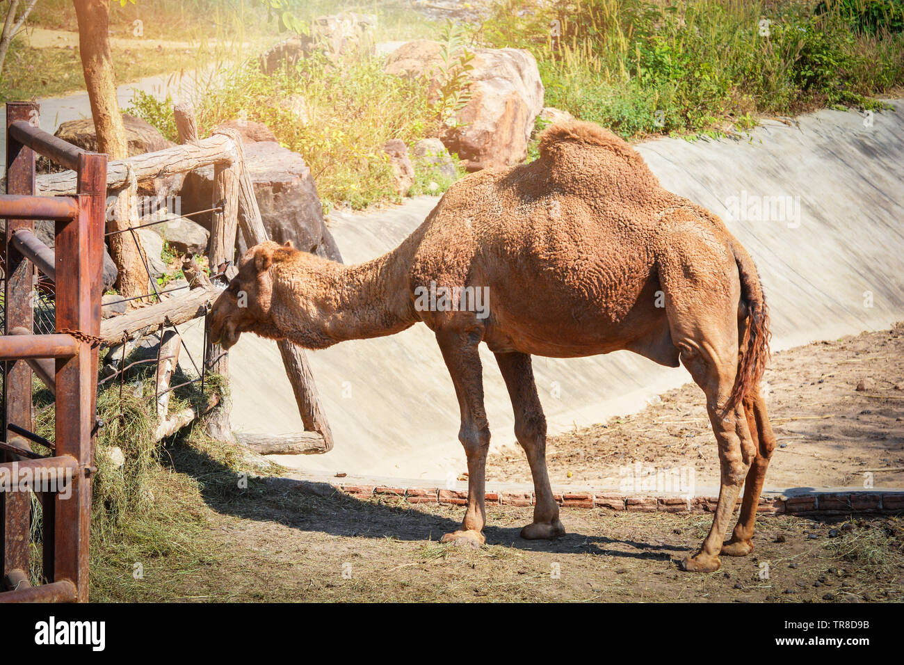 Australian camel farm hi-res stock photography and images - Alamy