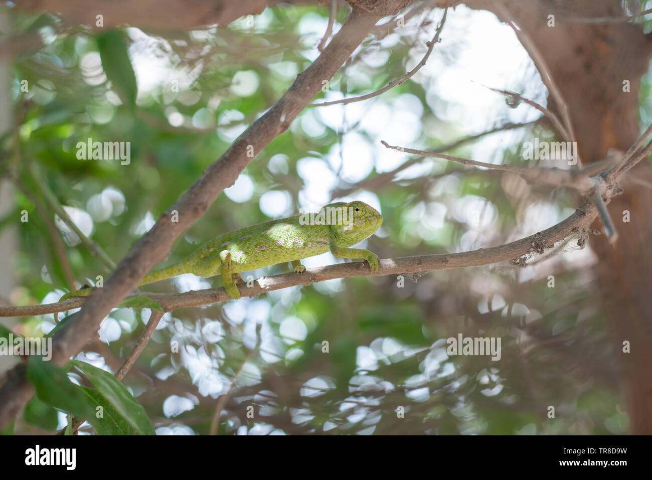 Green chameleon in a tree Stock Photo - Alamy