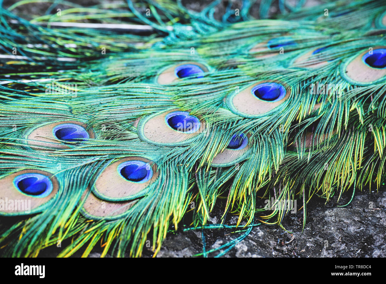 Details close up of real Peacock feather / Colorful tail peacock ...