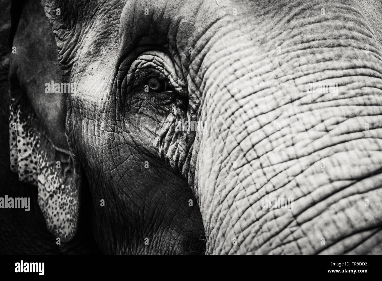 Elephants face hi-res stock photography and images - Alamy