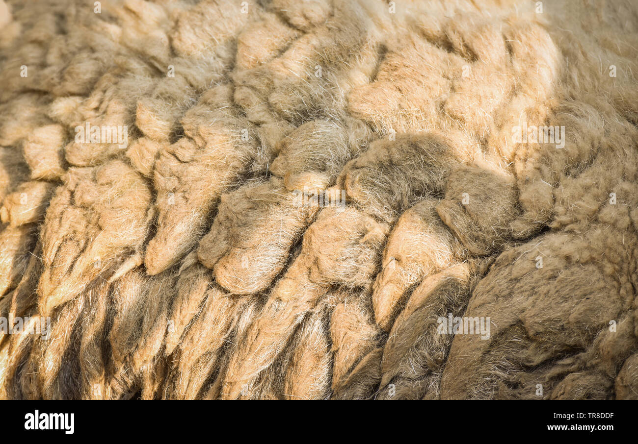real of sheep wool texture background Stock Photo - Alamy