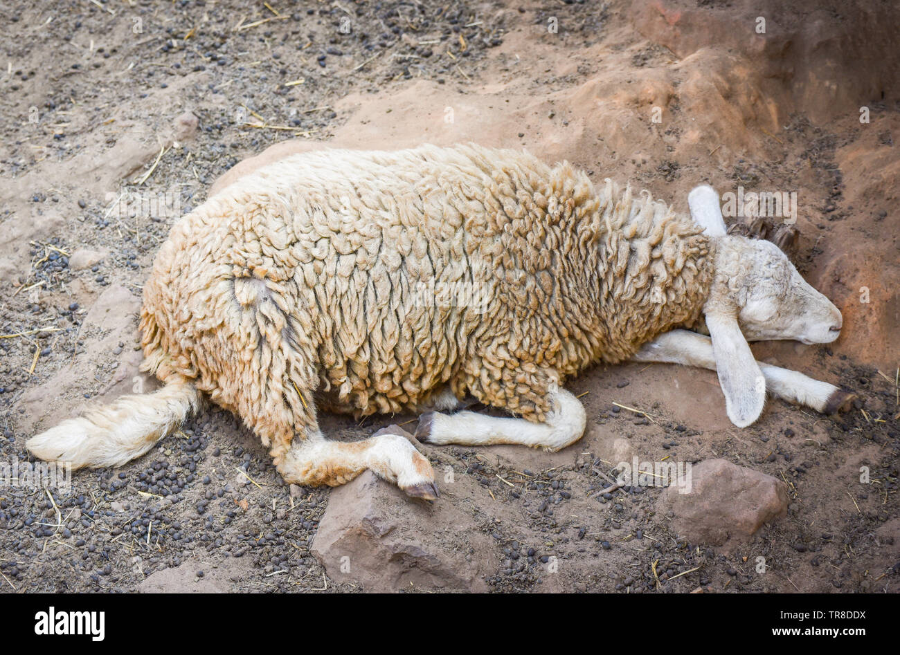 Sheep lying in the farm Stock Photo - Alamy