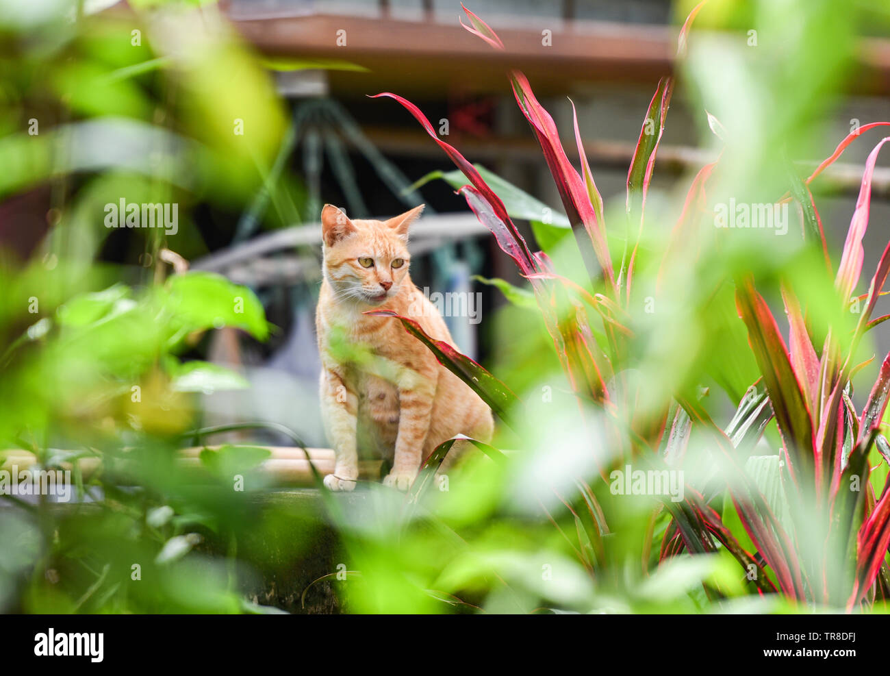Yellow brown female cat sitting in the garden backyard / Asia tabby cat ...