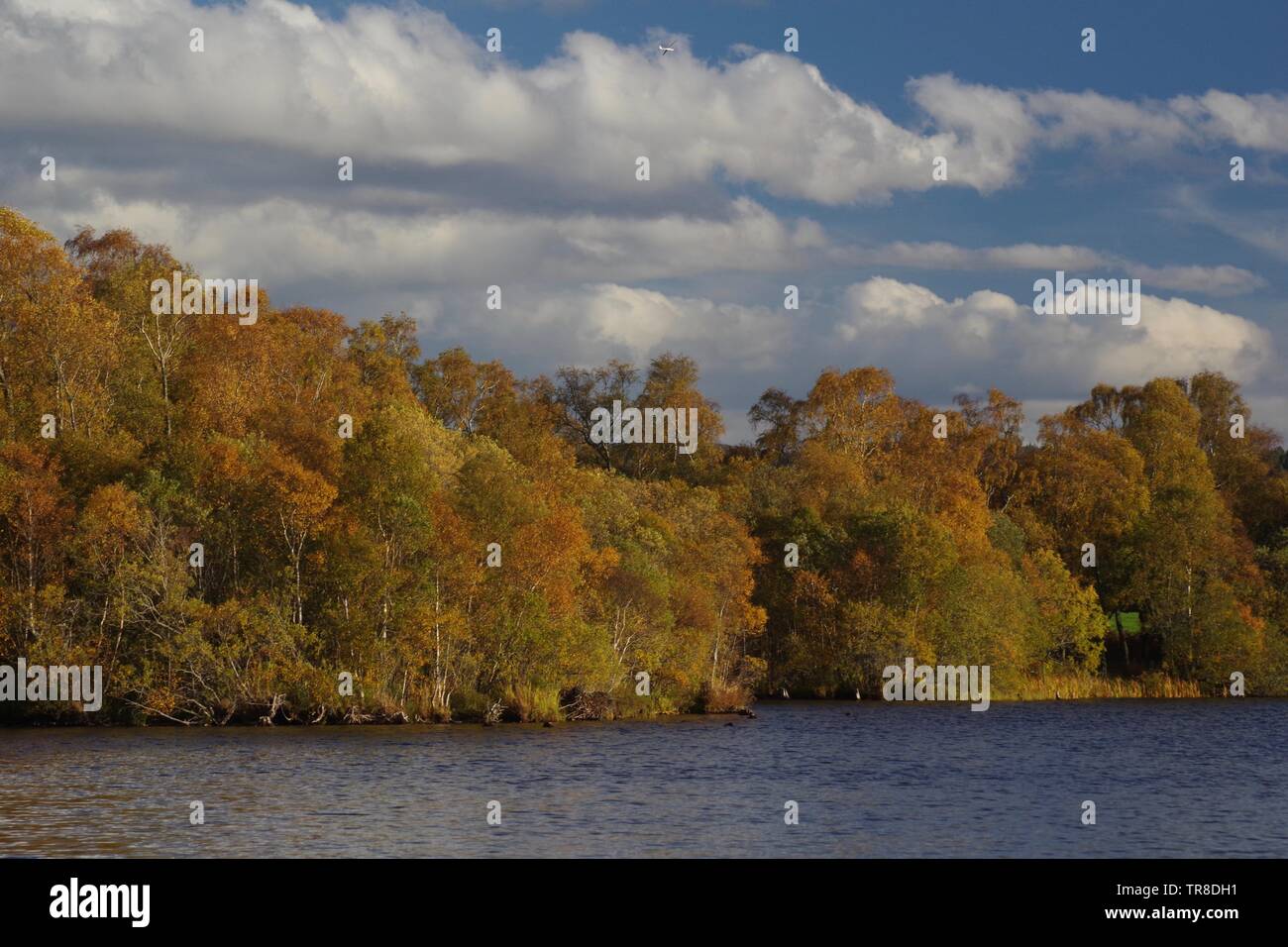 Golden Autumn Silver Birch Trees by Loch Kinord. Muir of Dinnet NNR ...