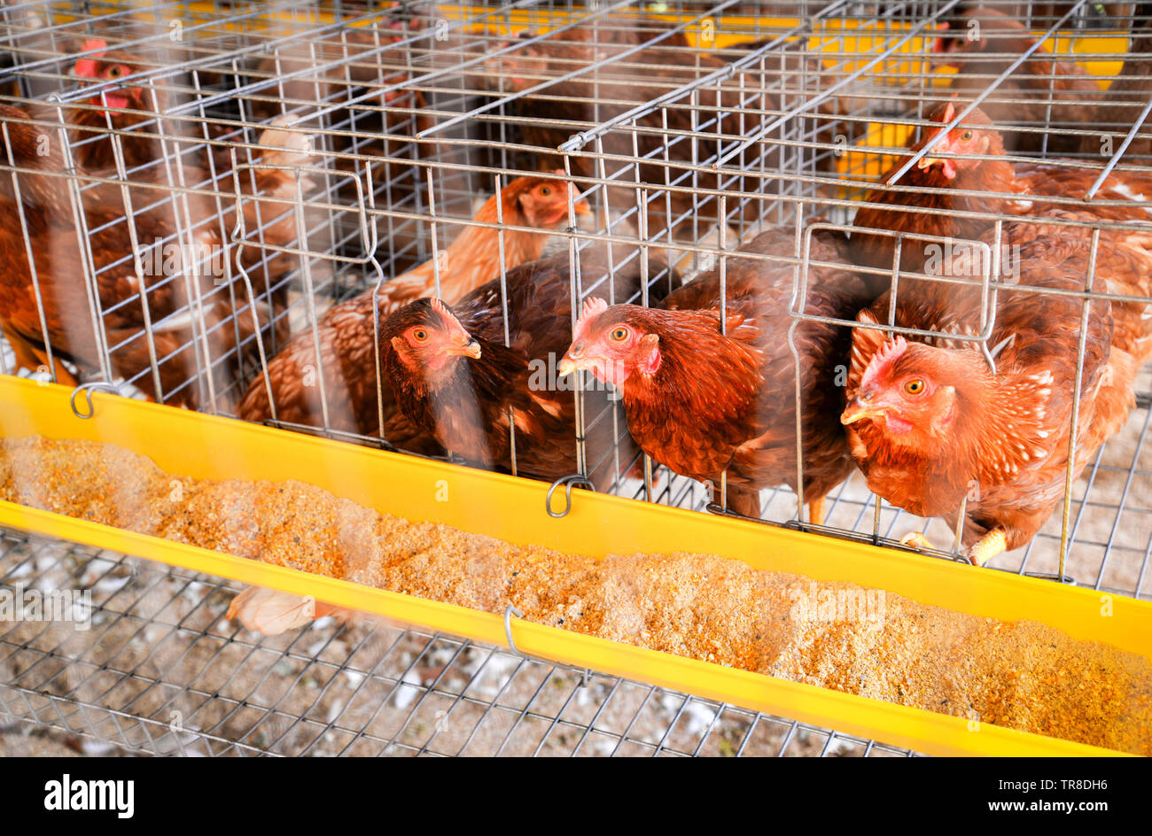 Chicken feeding in the cage on indoors chicken farm product for egg ...