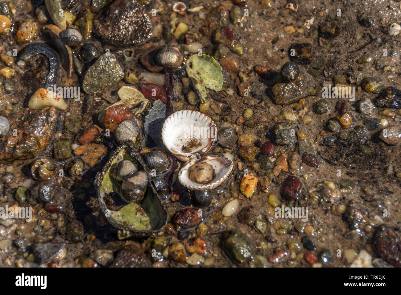 Marine bivalve shells hi-res stock photography and images - Alamy