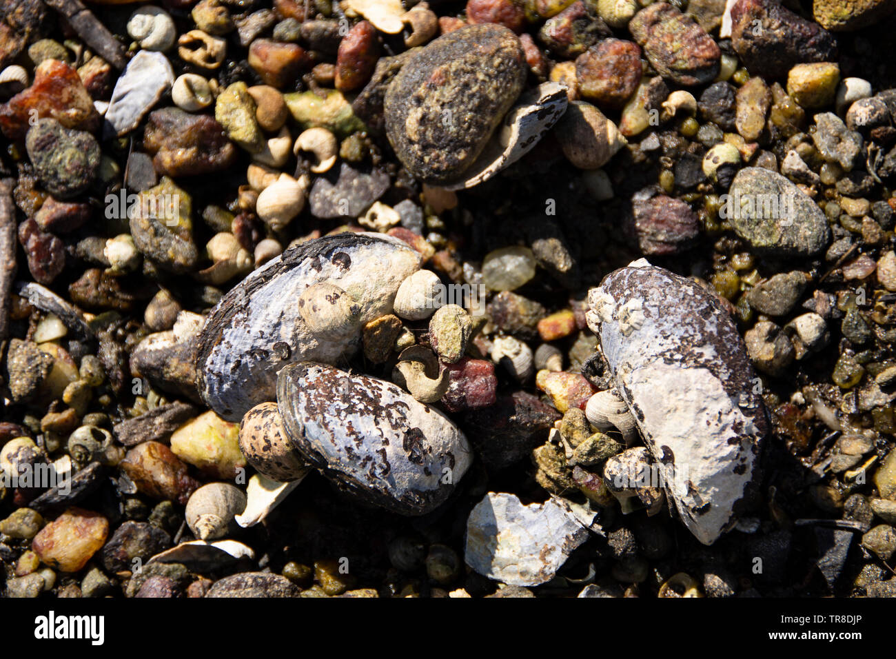 Rough shells hi-res stock photography and images - Alamy