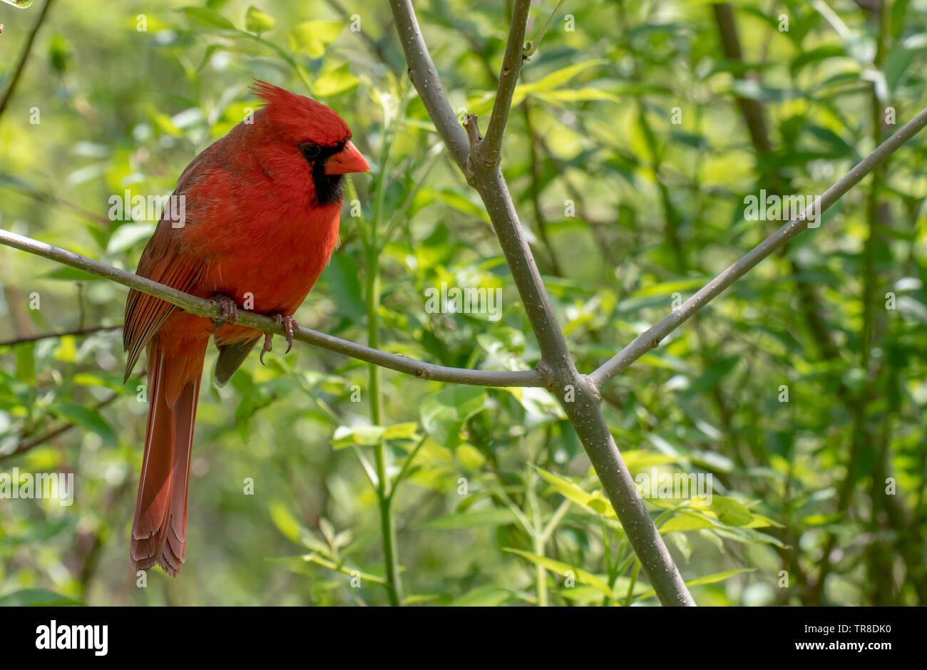 Cardinal bird on a fence hi-res stock photography and images - Alamy