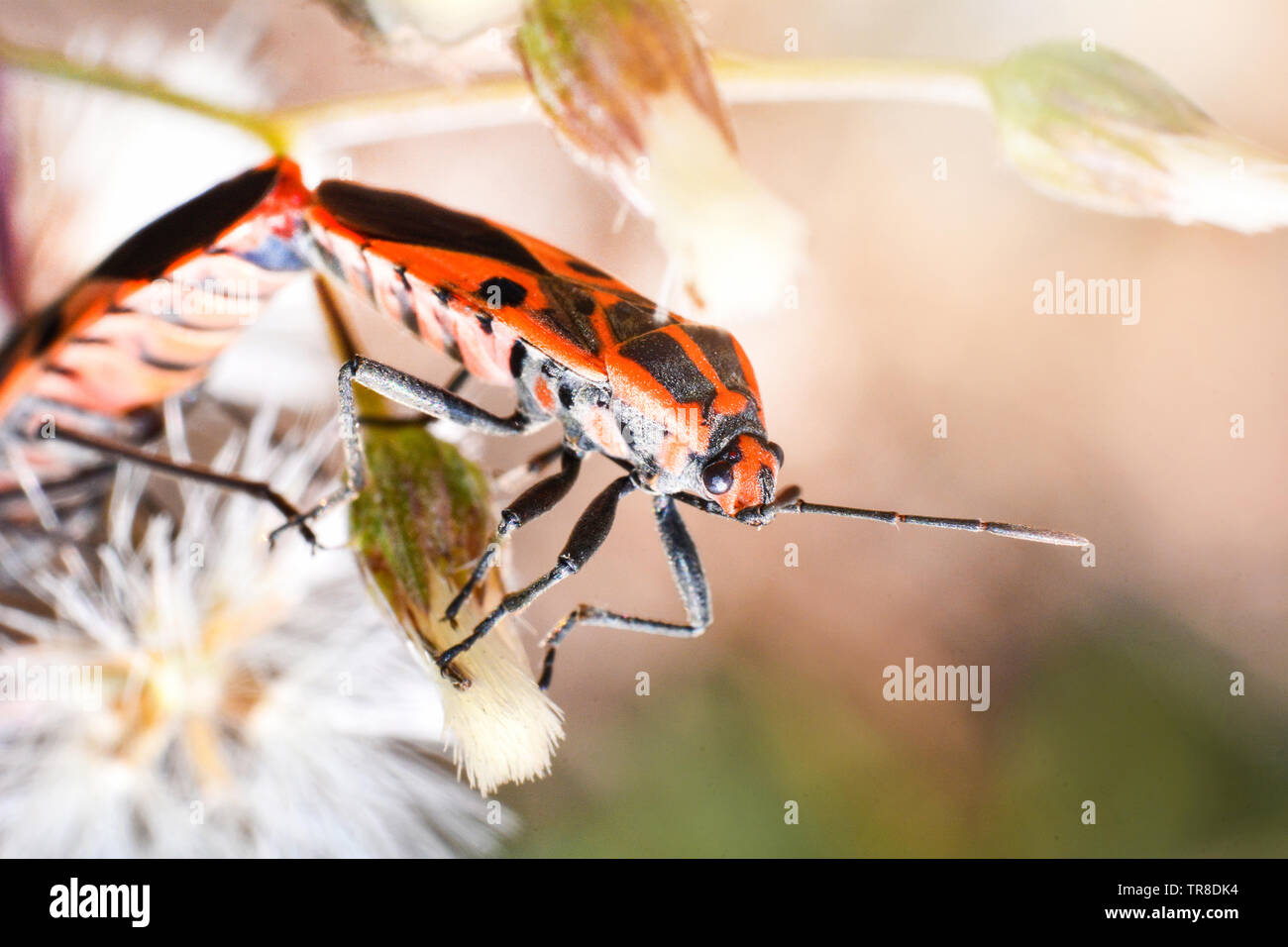 Red and orange bug mating insects on plant tree on nature background ...