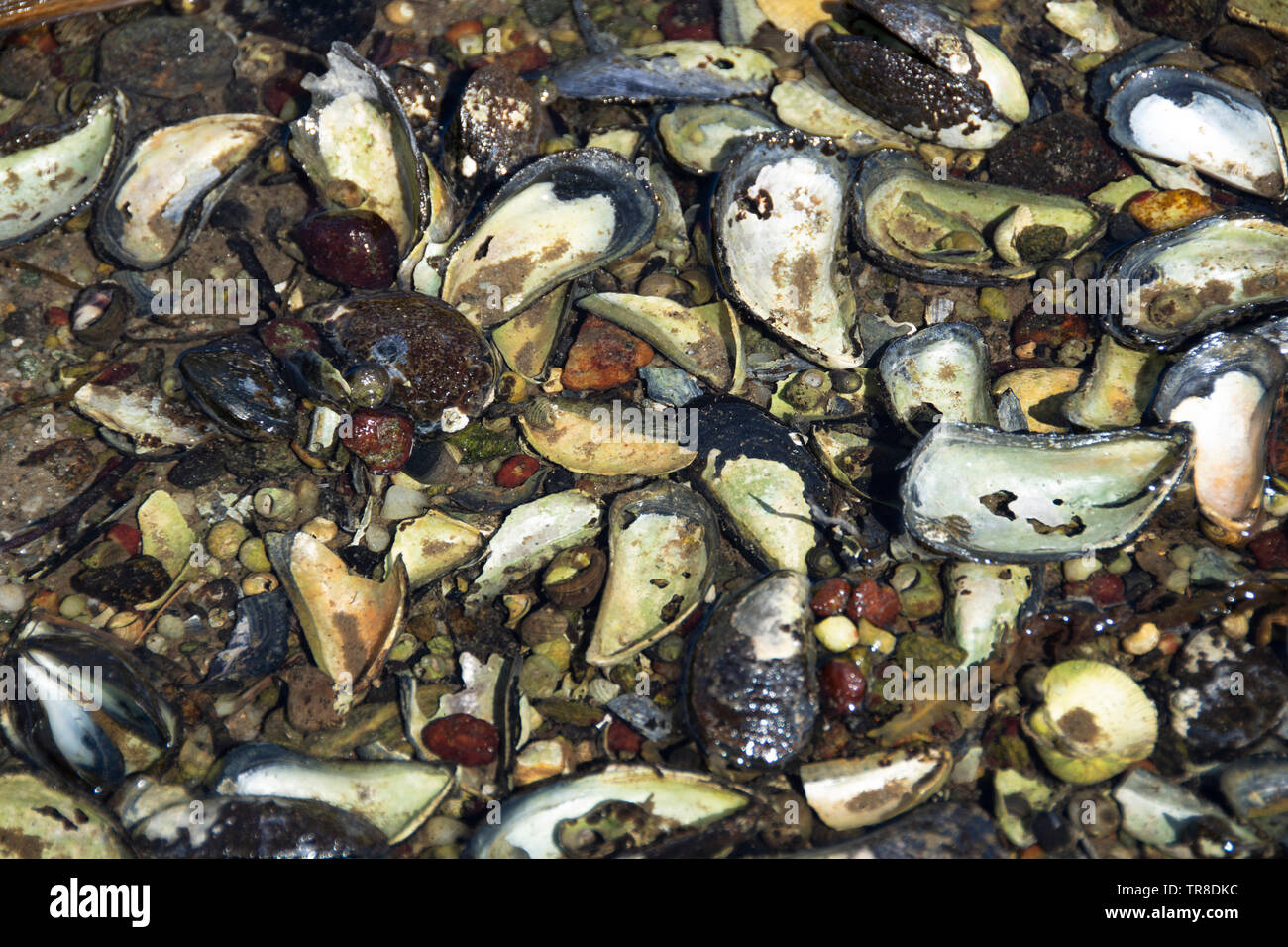 Scottish shells hi-res stock photography and images - Alamy