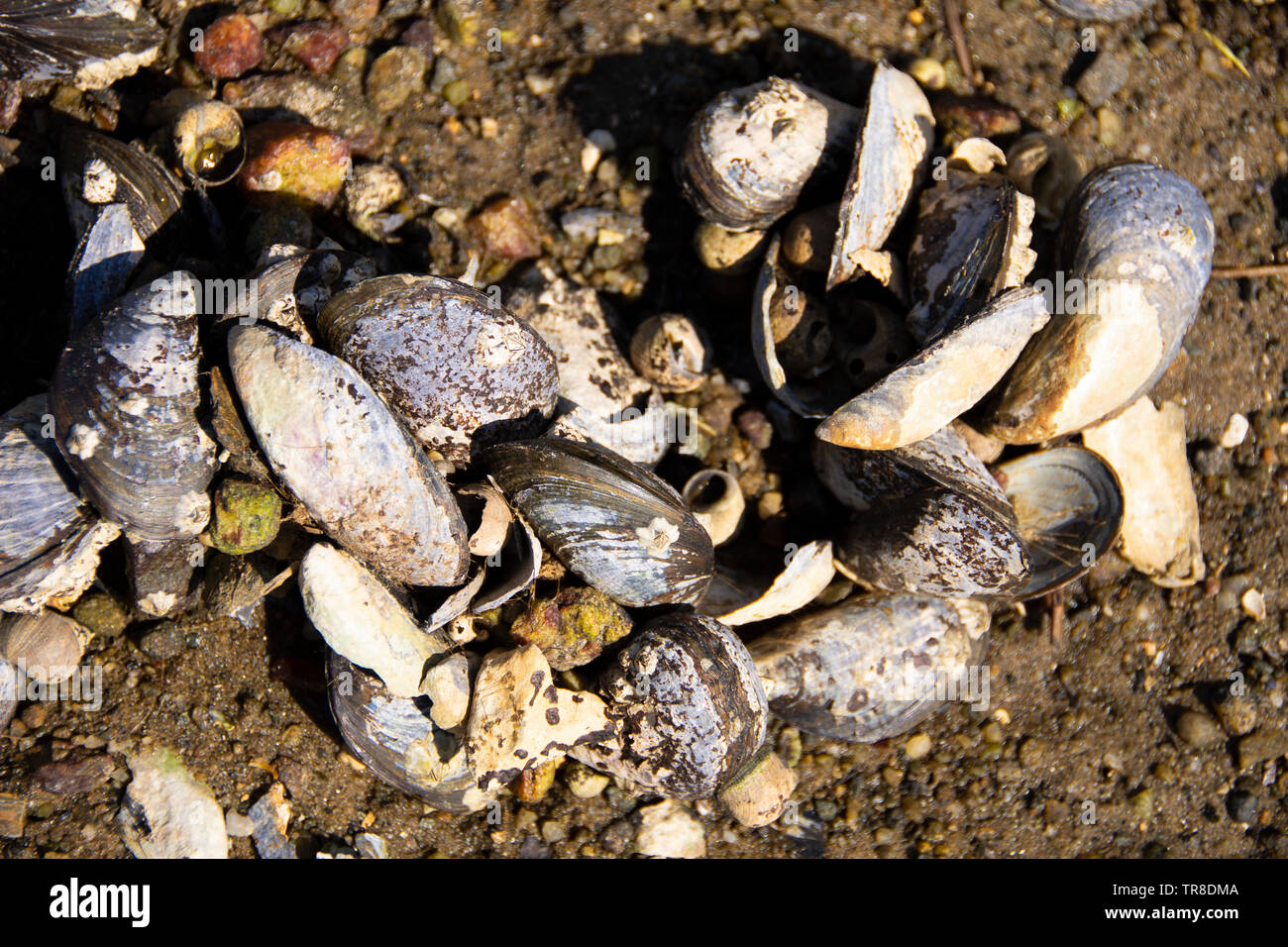 Rough Shells High Resolution Stock Photography and Images - Alamy