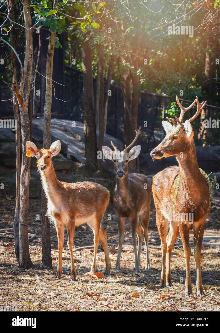 Female barasingha hi-res stock photography and images - Alamy
