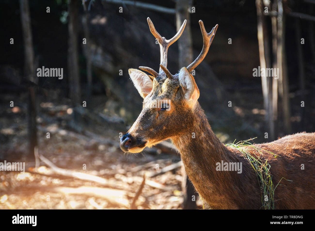 Female barasingha hi-res stock photography and images - Alamy