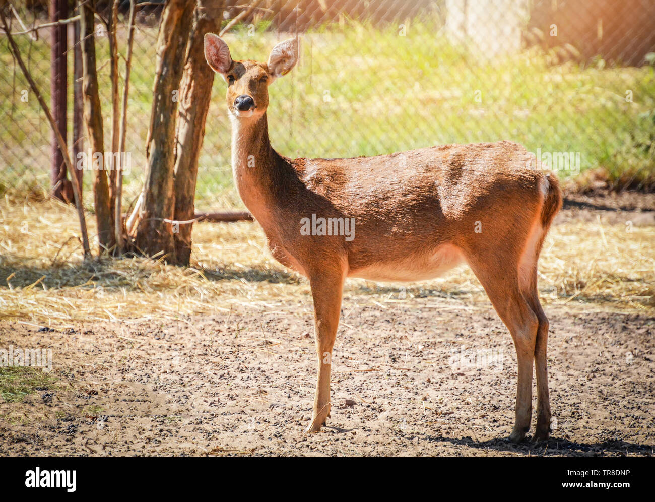 Barasingha deer mammal animal wildlife standing in national park ...