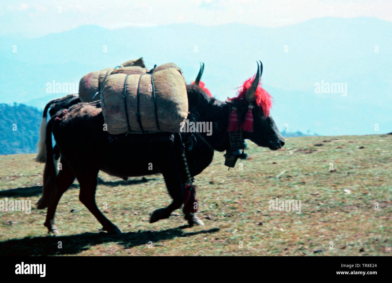 Dzos hi-res stock photography and images - Alamy