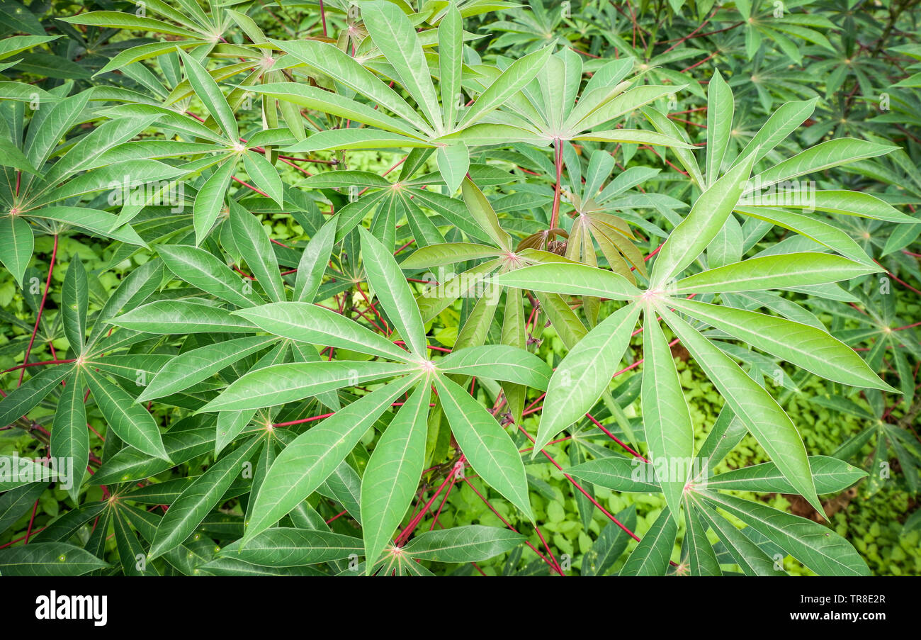 Green leaves cassava on branch tree in the cassava field agriculture ...