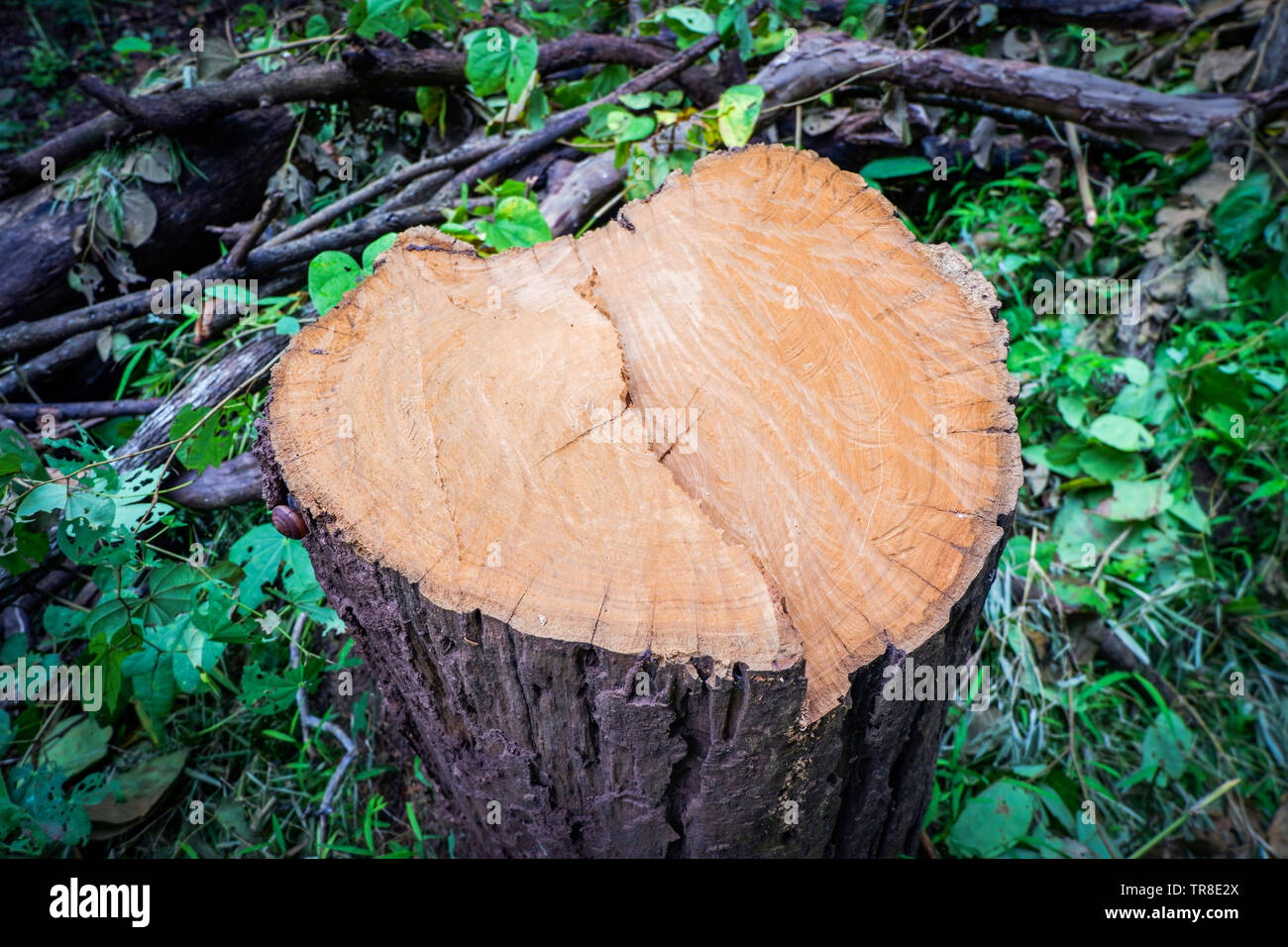 Stump / cut tree trunk wood in the forest Stock Photo - Alamy