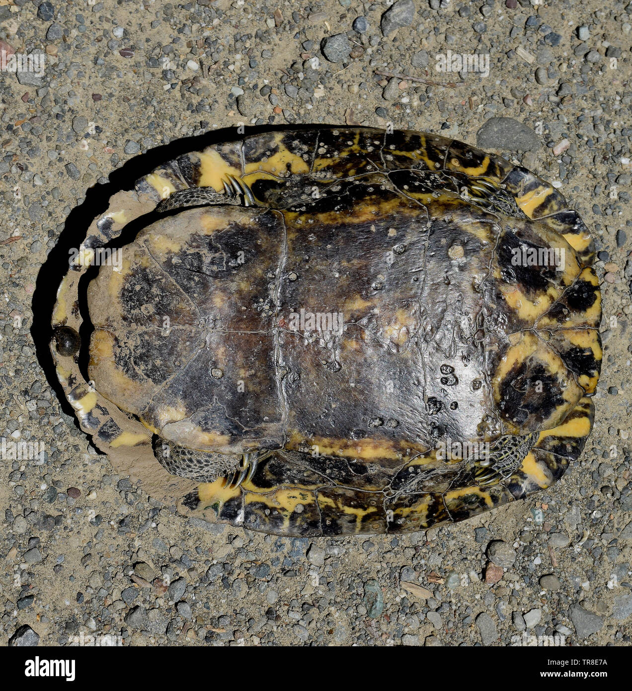 leech on back of plastron of a red-eared slider, Trachemys scripta ...