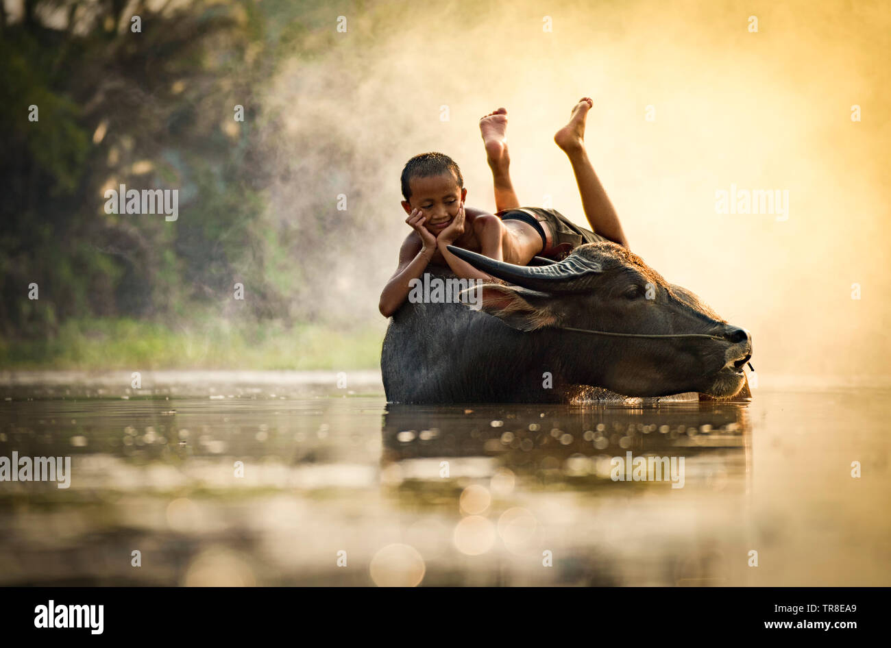 Asia child lying on buffalo / The boy happy and smile give love animal ...