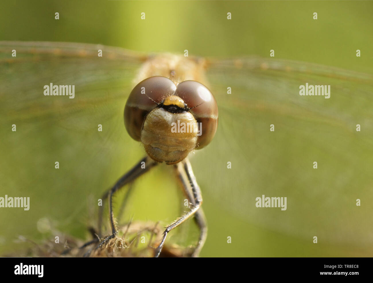 Insekten makrofoto hi-res stock photography and images - Alamy