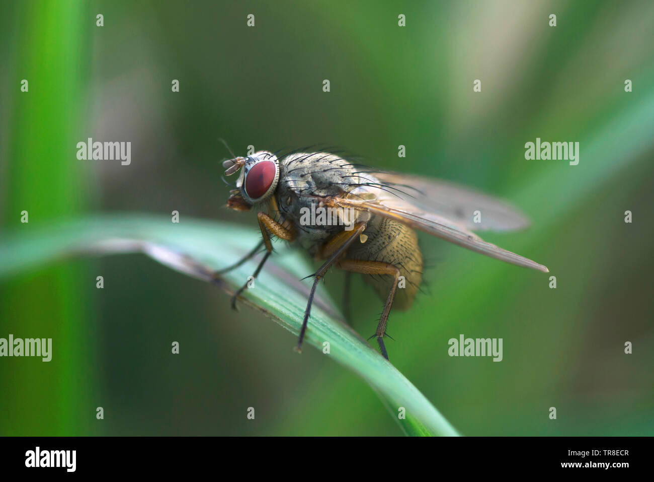 Insekten makrofoto hi-res stock photography and images - Alamy