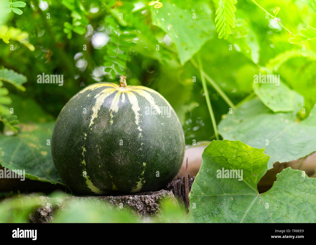 Muskmelon - Green Cantaloupe thai melon in farm garden agriculture ...