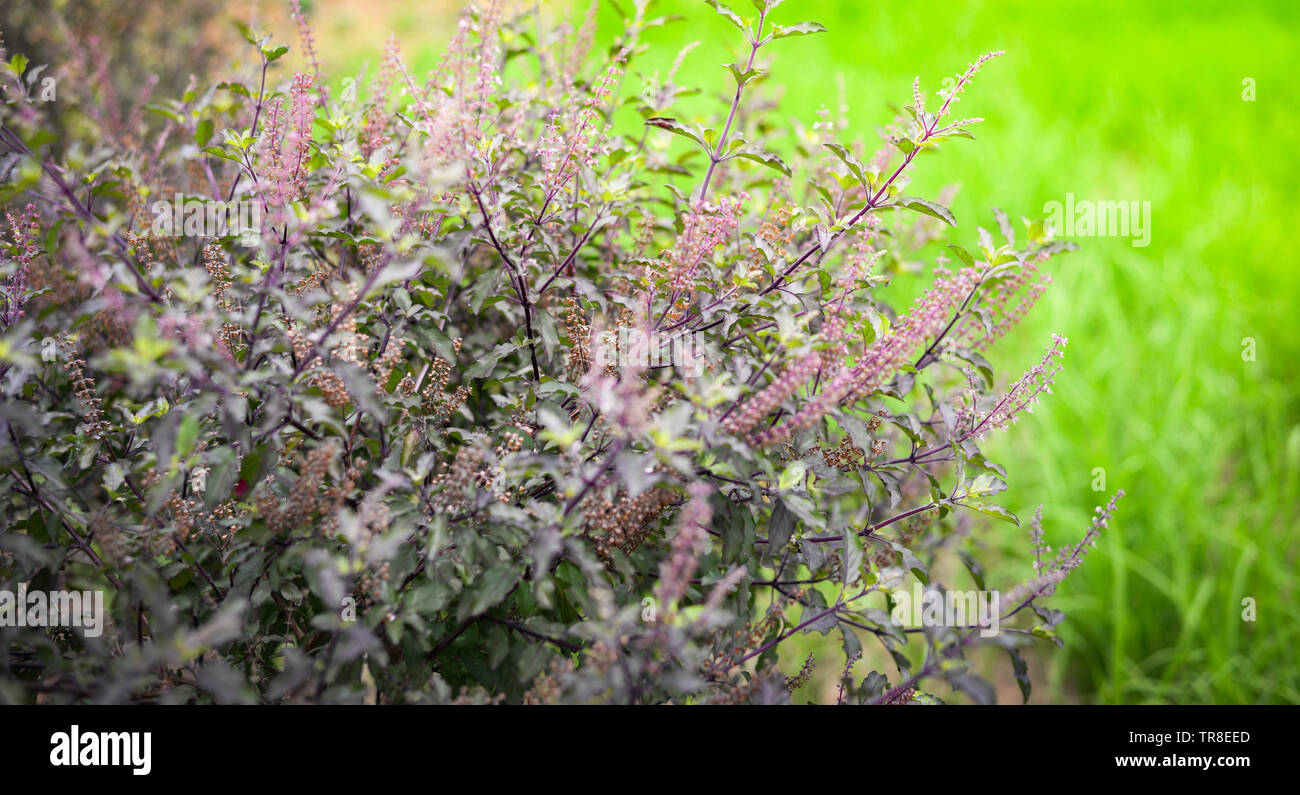 Holy basil leaf / Asia red basil tree and flower nature vegetable ...