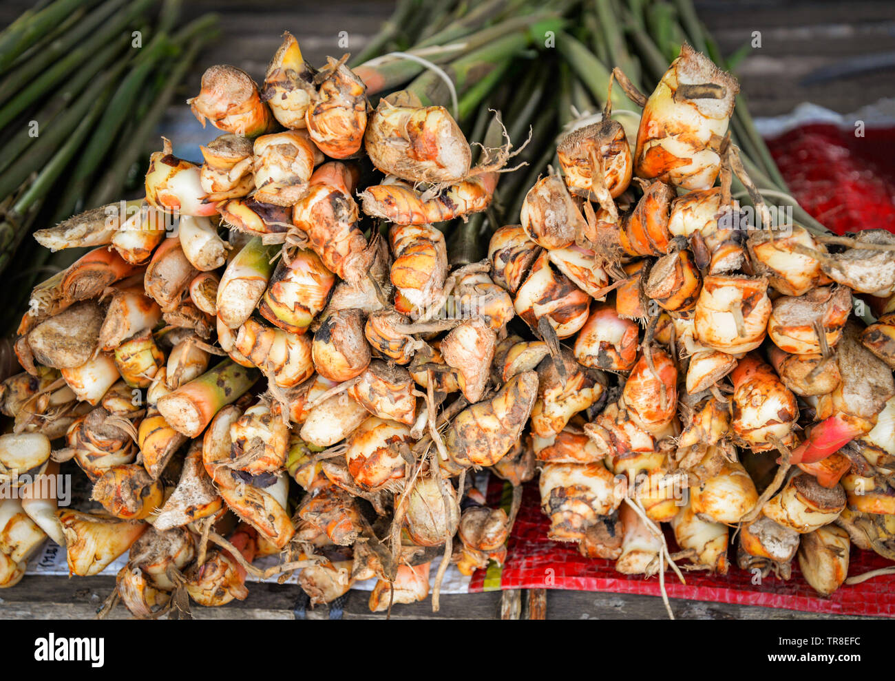 Fresh trunk young galangal from agriculture farm vegetable organic ...
