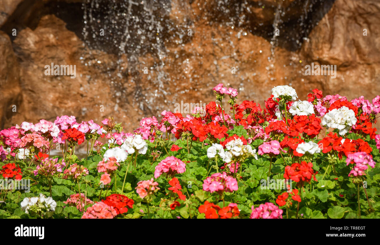Colorful garden spring flower multi color and small waterfall pond ...