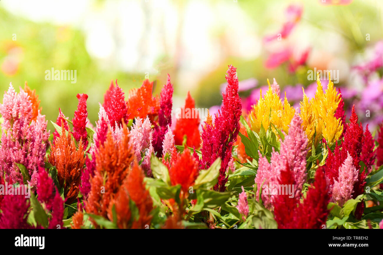 Colorful garden spring flower multi color with celosia argentea or ...