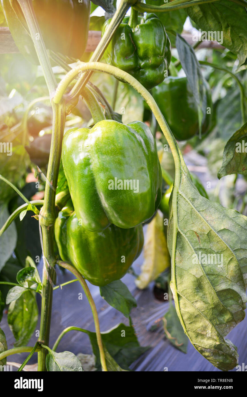 Green bell pepper growing on hi-res stock photography and images - Alamy