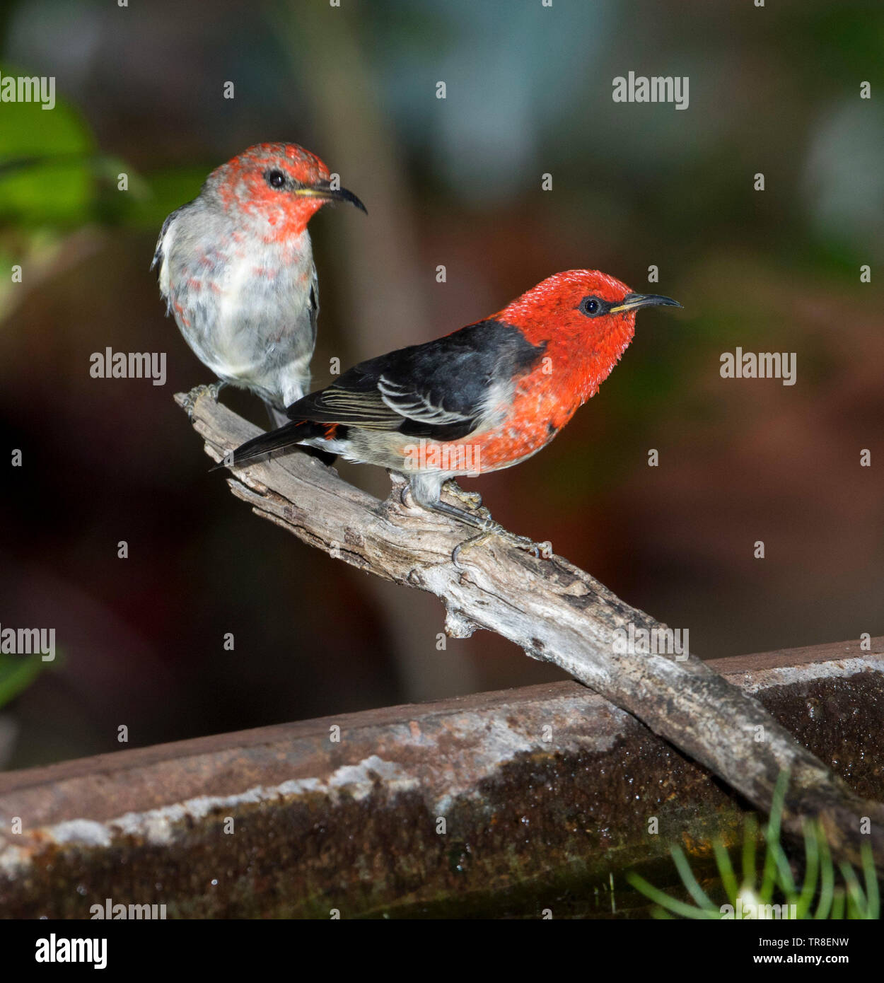 Pair of spectacular red and black male Australian Scarlet Honeyeaters ...