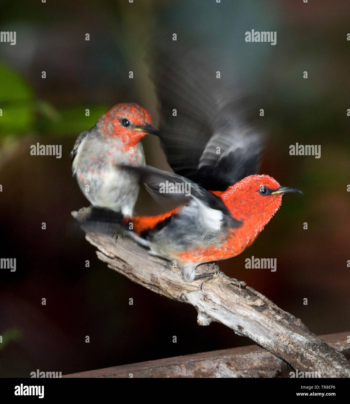 Pair of spectacular red and black male Australian Scarlet Honeyeaters ...