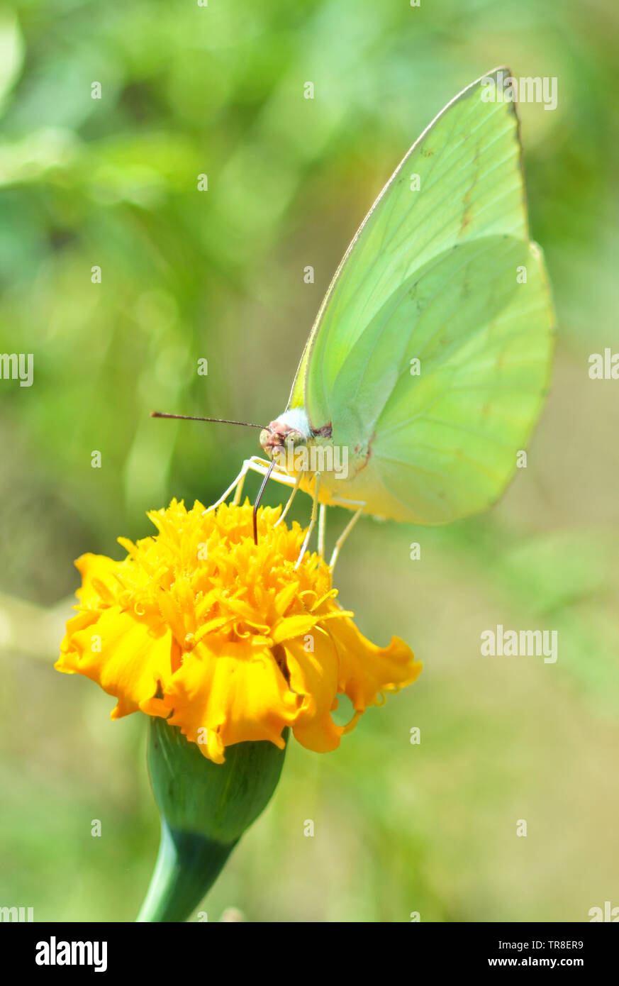 Real Green Butterflies