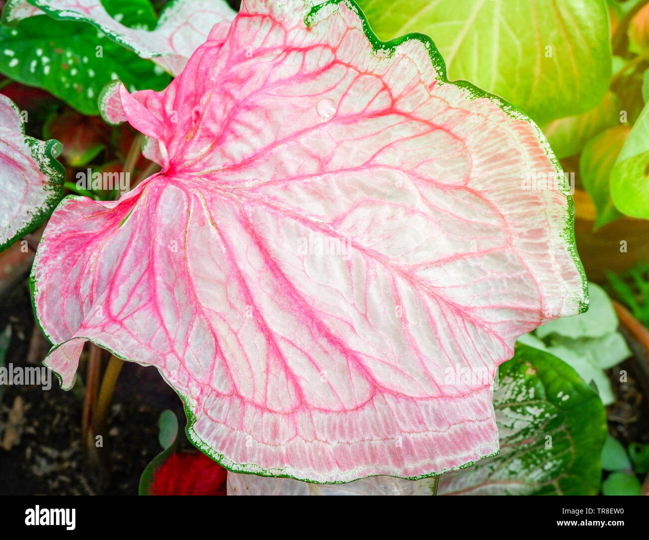 Caladium bicolor colorful pink leaf araceae in pot in the garden Stock ...