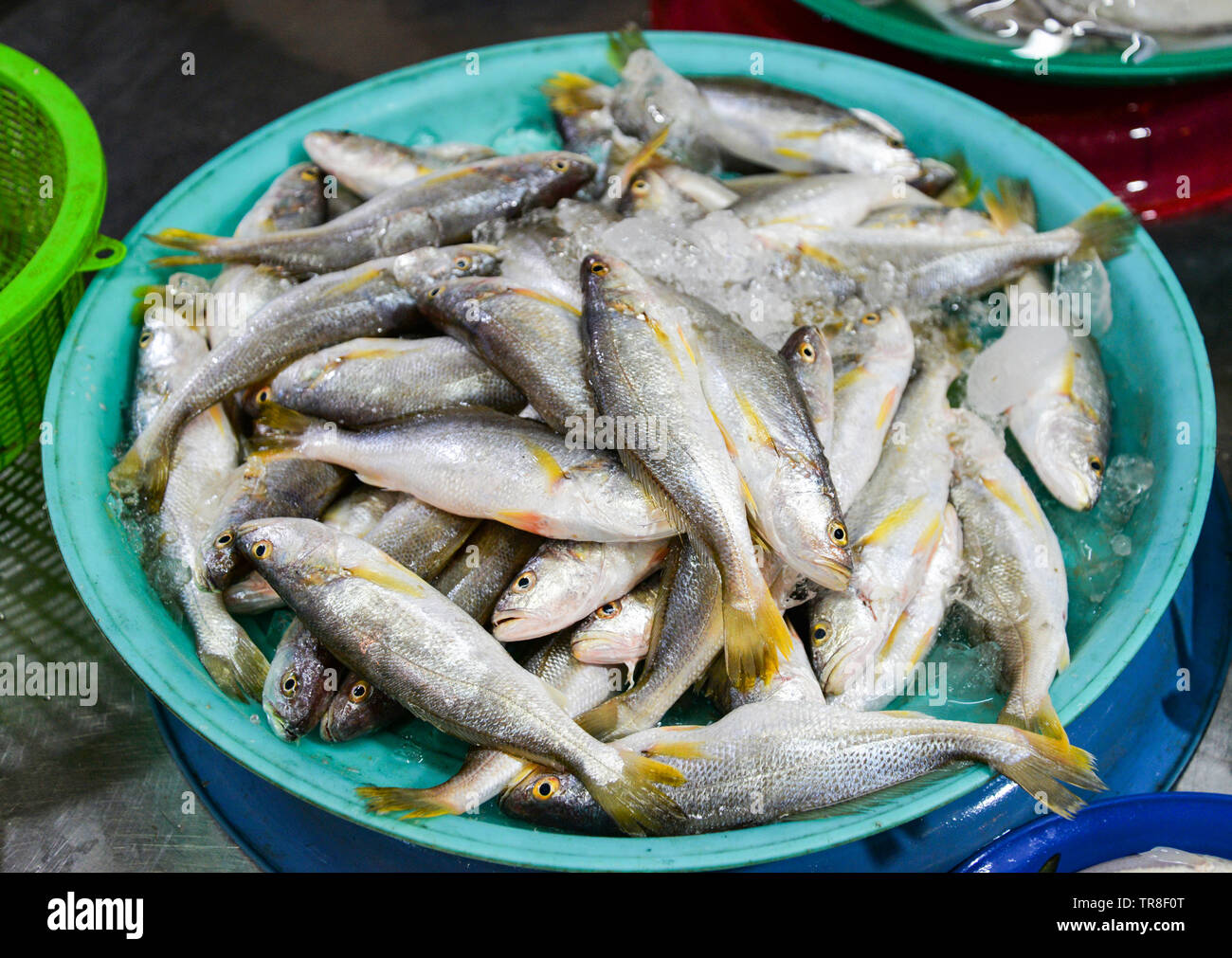 Fresh fish in ice bucket for sale in the seafood market / sea fish ...