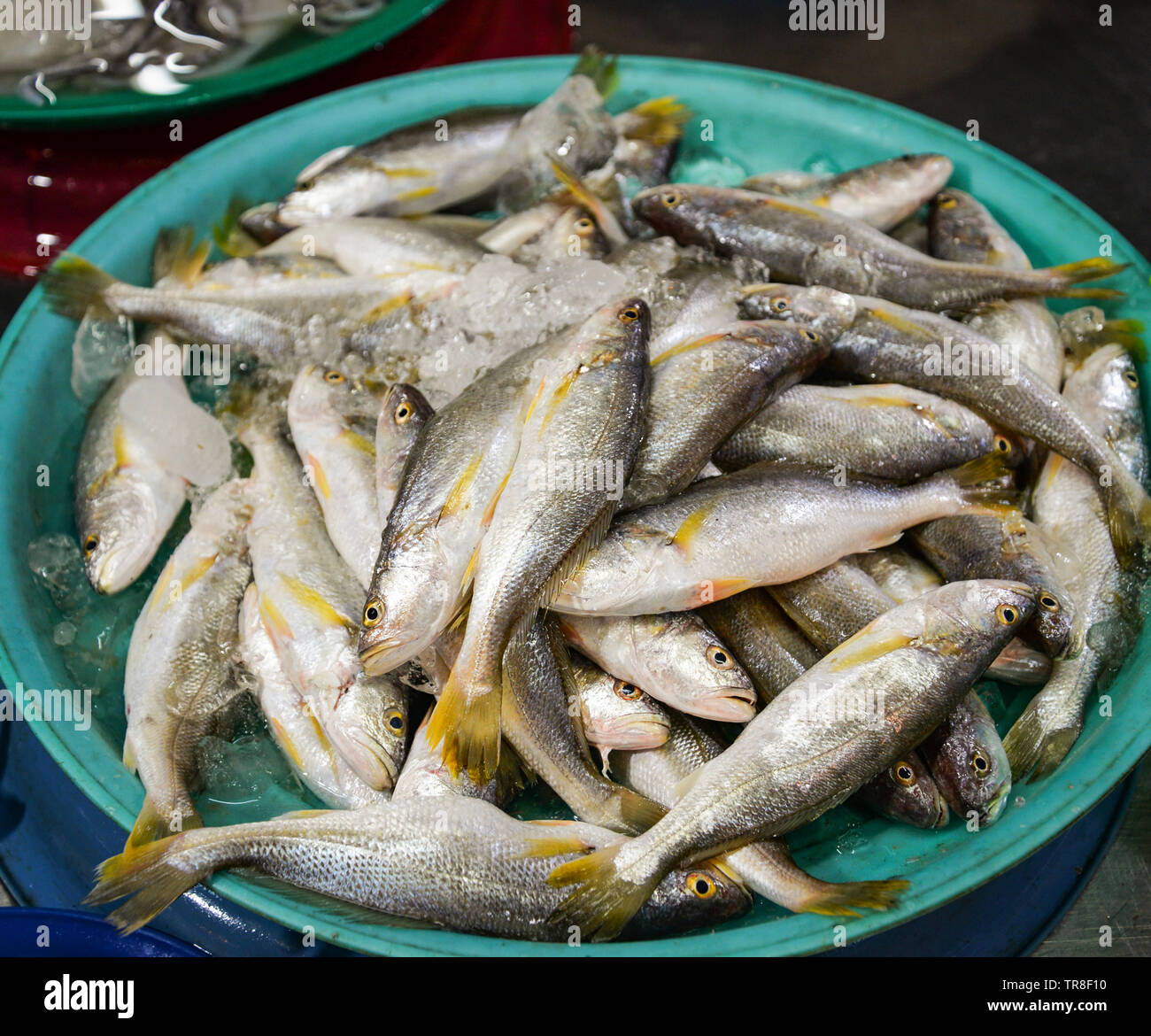 Fresh fish in ice bucket for sale in the seafood market / sea fish ...