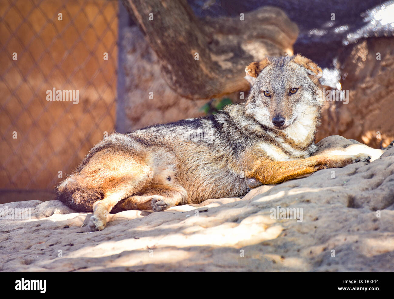golden jackal or Black backed jackal wildlife lying on the rock in cage ...