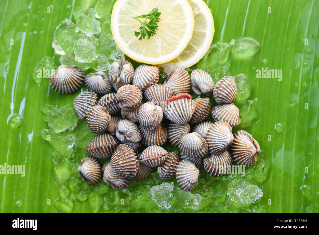 Shellfish Seafood Cockles fresh ocean gourmet dinner with lemon and ice ...