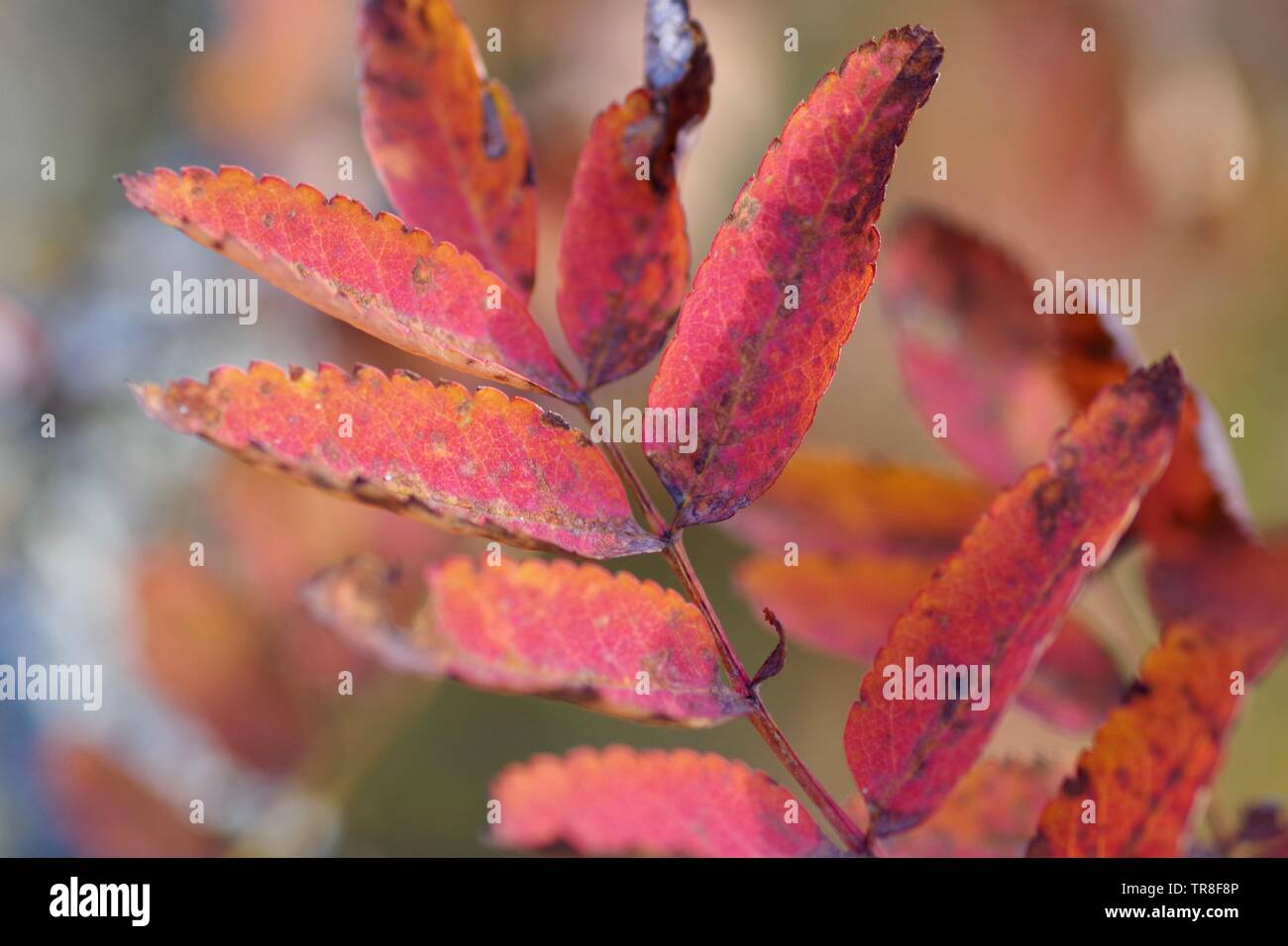 Rowan Tree Leaves High Resolution Stock Photography and Images - Alamy