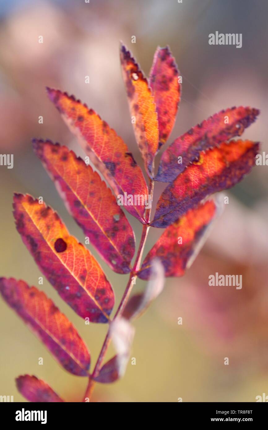 Autumn Rowan Tree Leaves (Sorbus aucuparia) Muir of Dinnet NNR ...