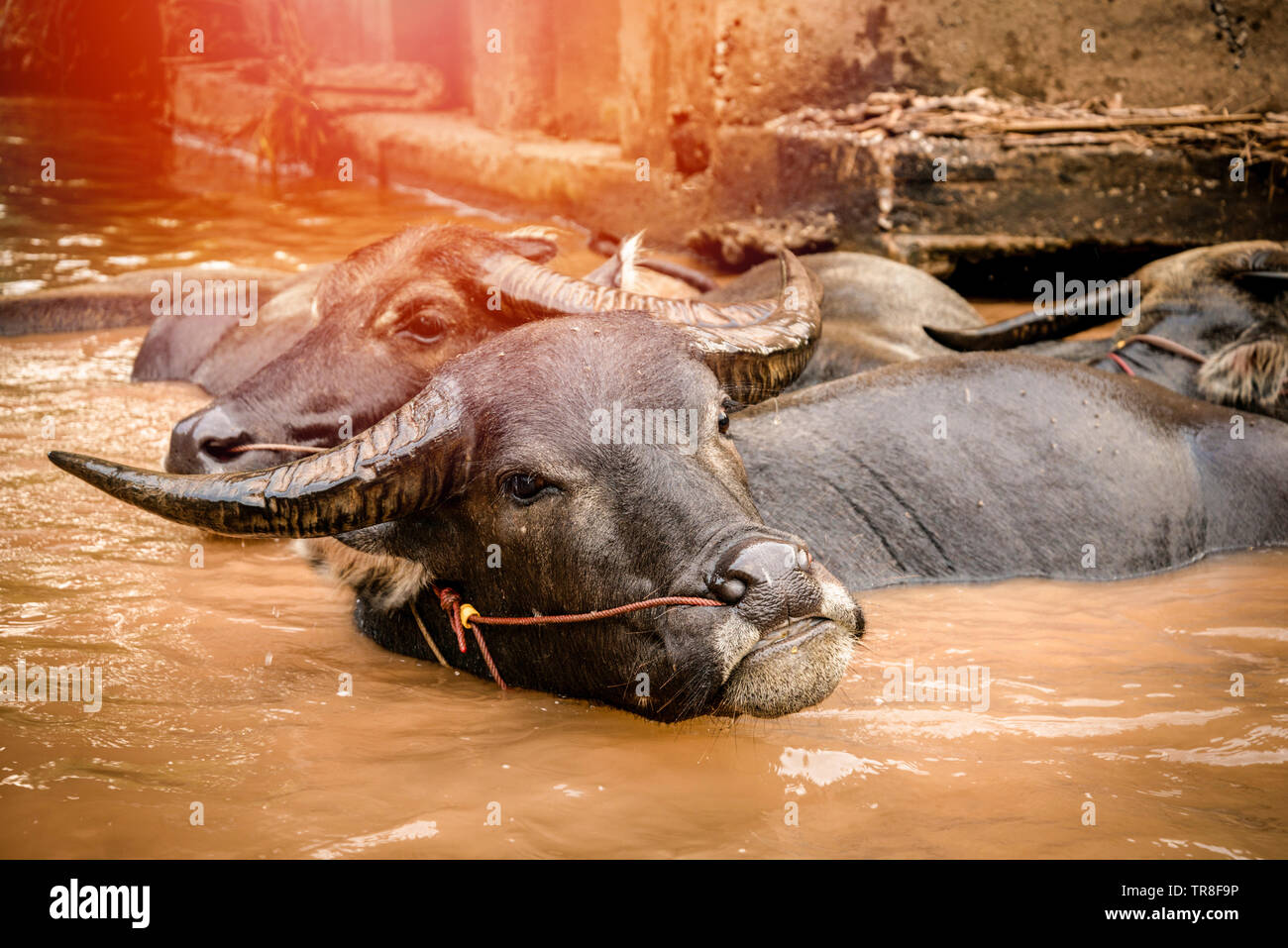Group of asia buffalo water swimming in the river Stock Photo - Alamy