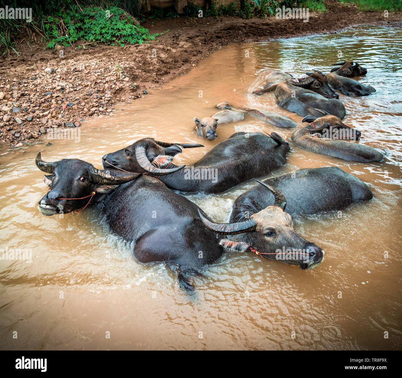 Group of asia buffalo water swimming in the river Stock Photo - Alamy