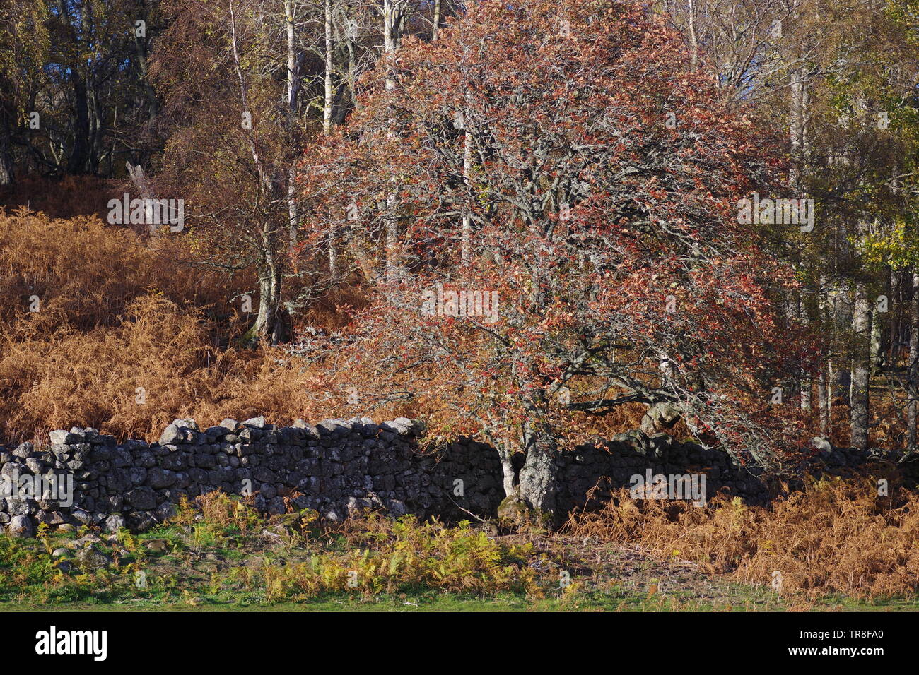 Rowan trees uk wood hi-res stock photography and images - Alamy