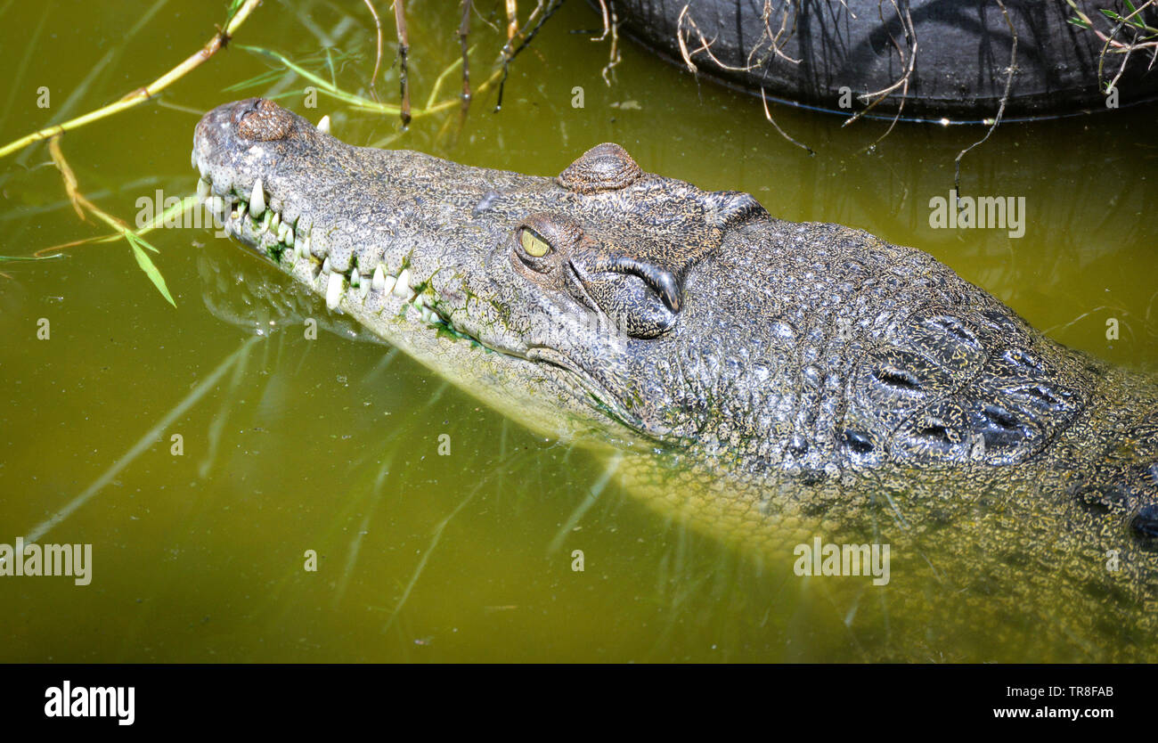 Crocodile floating hi-res stock photography and images - Alamy
