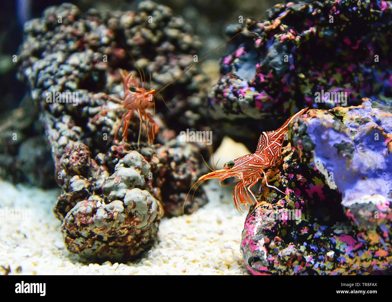 Hinge beak shrimp dancing on the rocks or camel shrimp / Rhynchocinetes ...